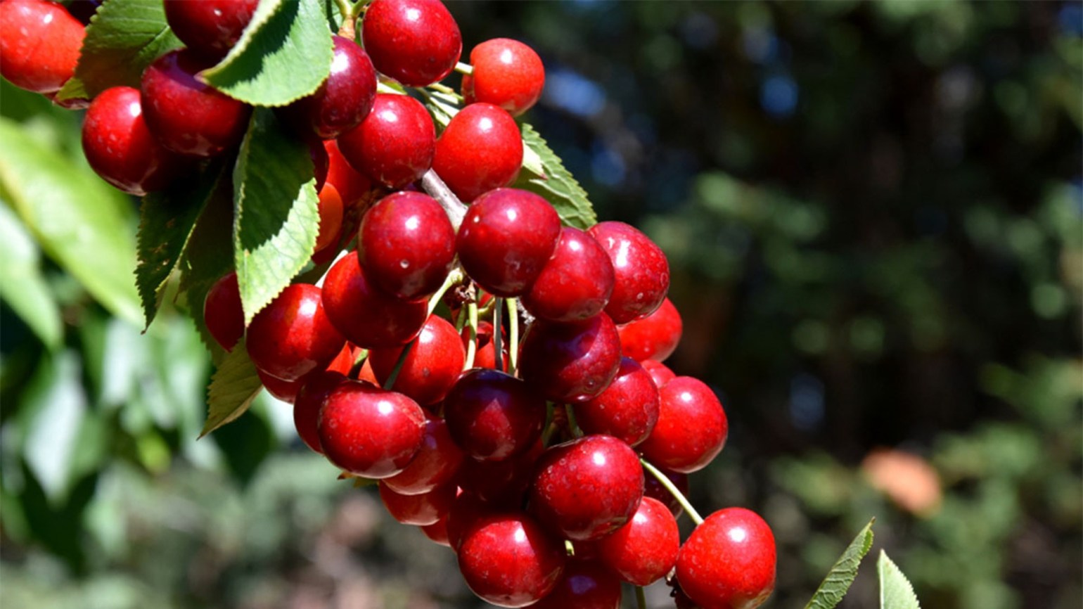 Cultura cireșului - plantare, întreținere, combaterea bolilor - BASF ...