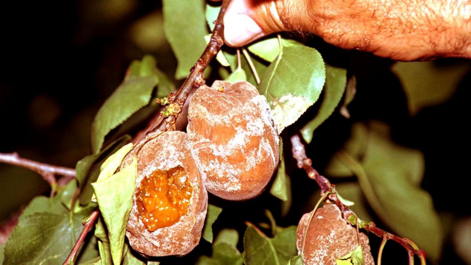 Caisul: plantare, lucrări de întreținere, combaterea bolilor - BASF ...