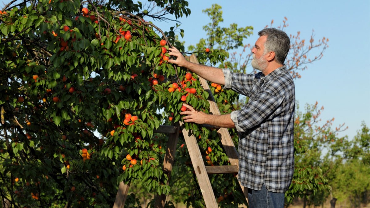 Caisul: plantare, lucrări de întreținere, combaterea bolilor - BASF ...
