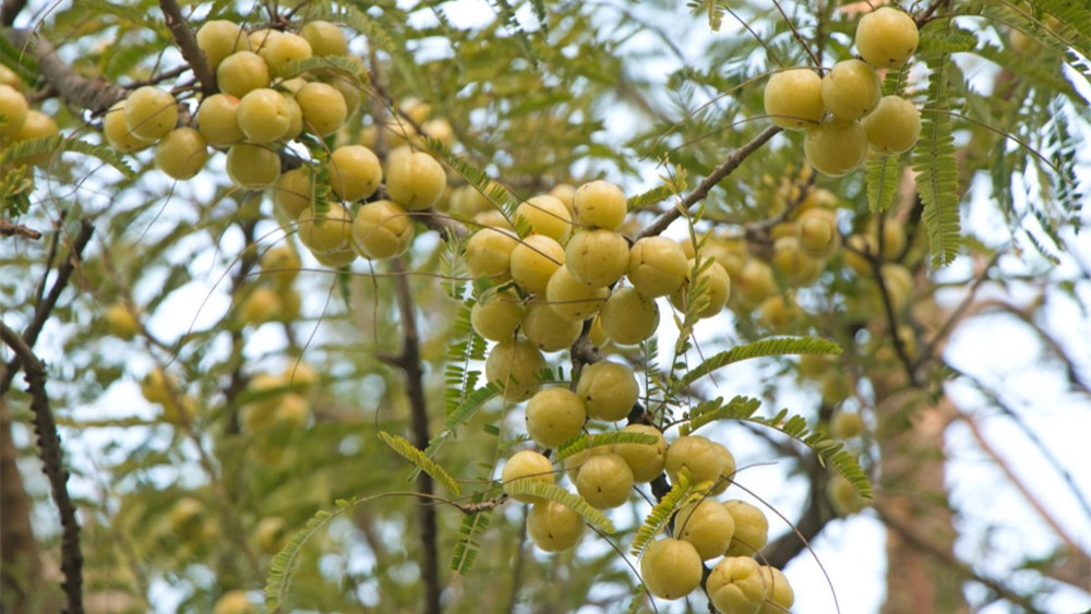 Cultivarea arbuștilor fructiferi: zmeur, mur, afin, coacăz, agriș ...