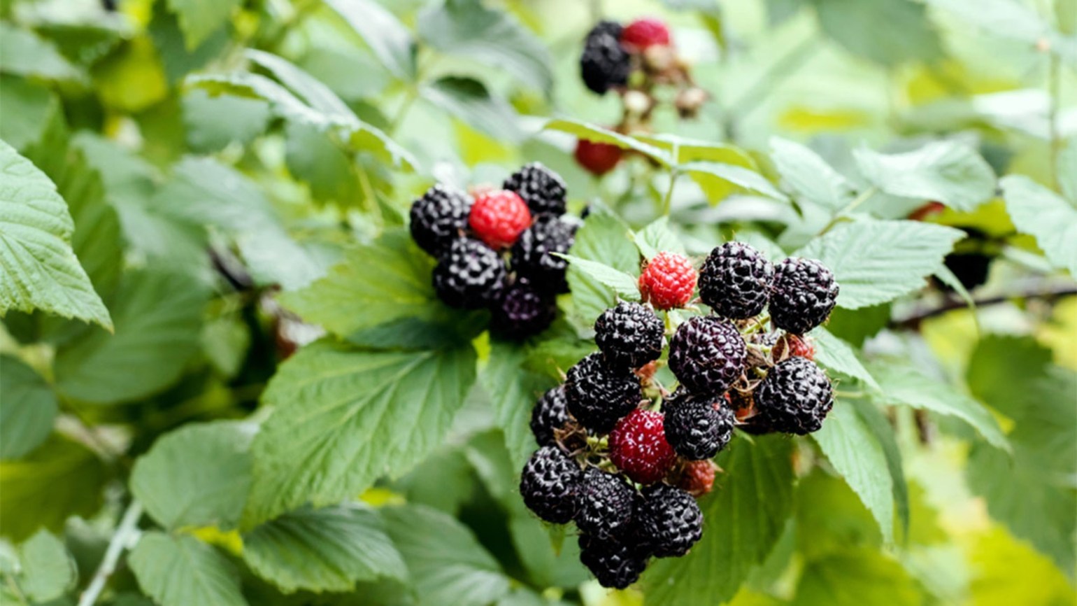 Cultivarea arbuștilor fructiferi: zmeur, mur, afin, coacăz, agriș ...