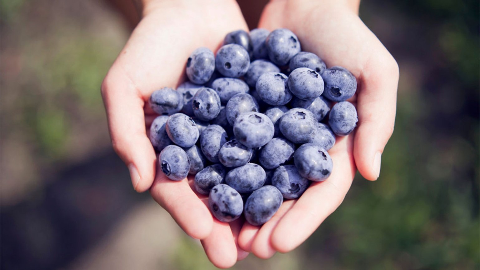 Cultura afinului. Plantare, întreținere și principalele boli