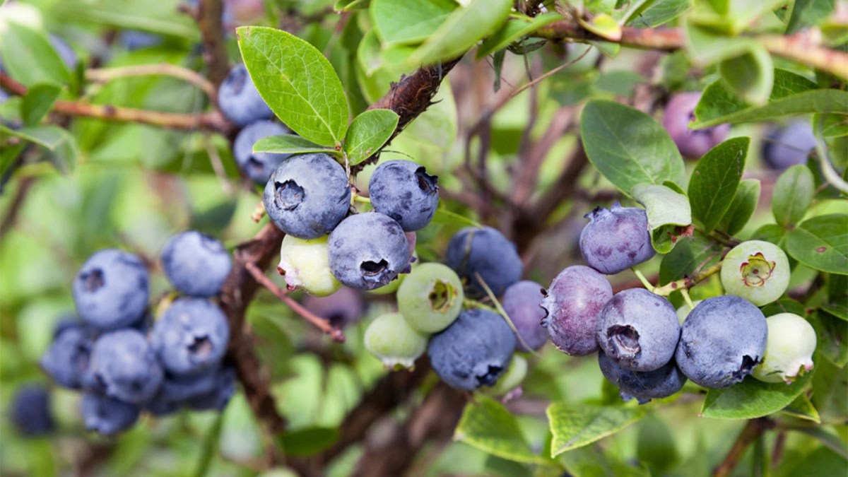 Cultura afinului. Plantare, întreținere și principalele boli