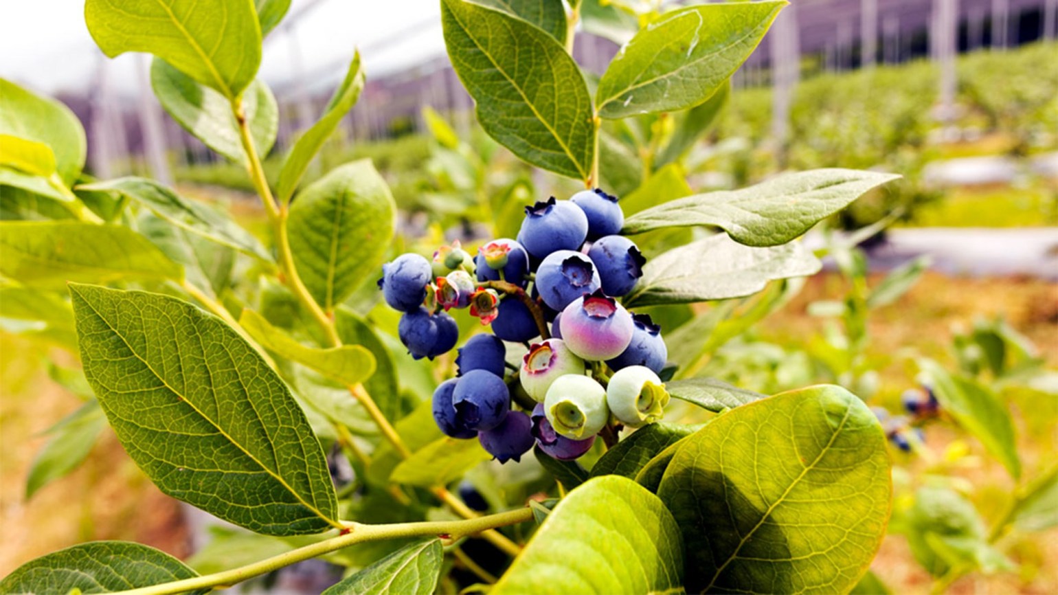 Cultura afinului. Plantare, întreținere și principalele boli