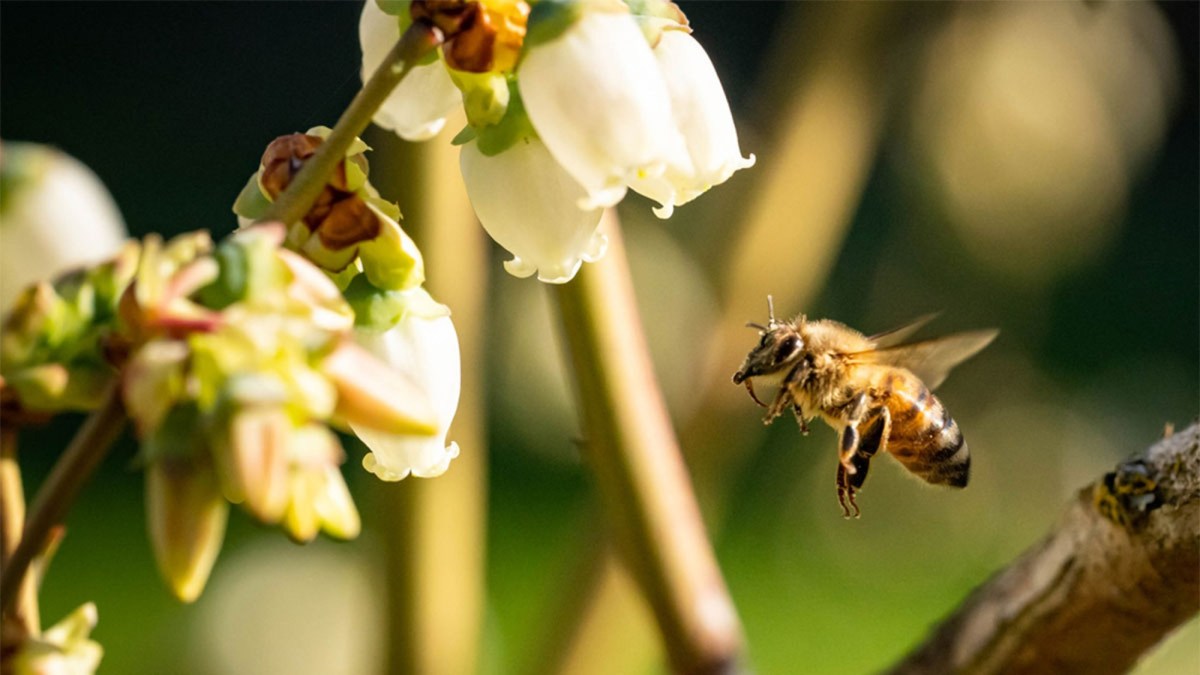Cultura afinului. Plantare, întreținere și principalele boli
