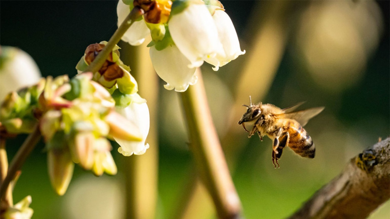 Cultura afinului. Plantare, întreținere și principalele boli