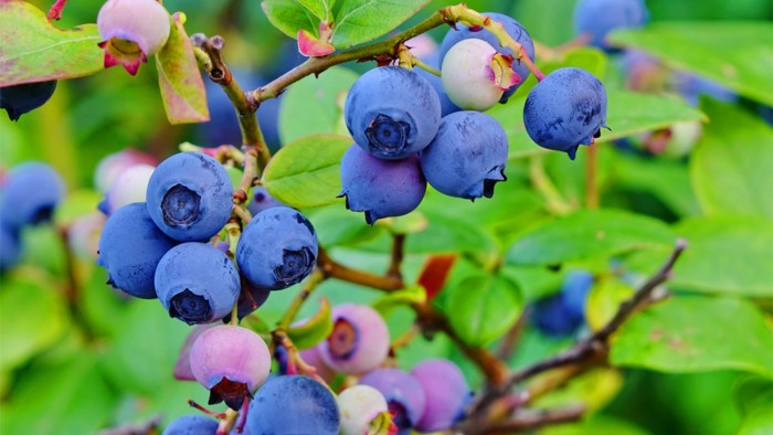 Cultura afinului. Plantare, întreținere și principalele boli