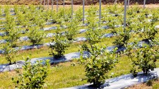 Cultura afinului. Plantare, întreținere și principalele boli