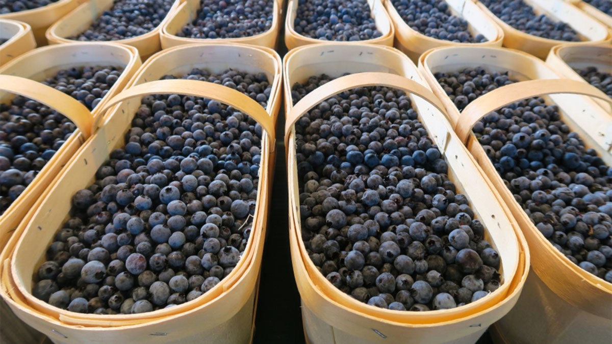 Cultura afinului. Plantare, întreținere și principalele boli