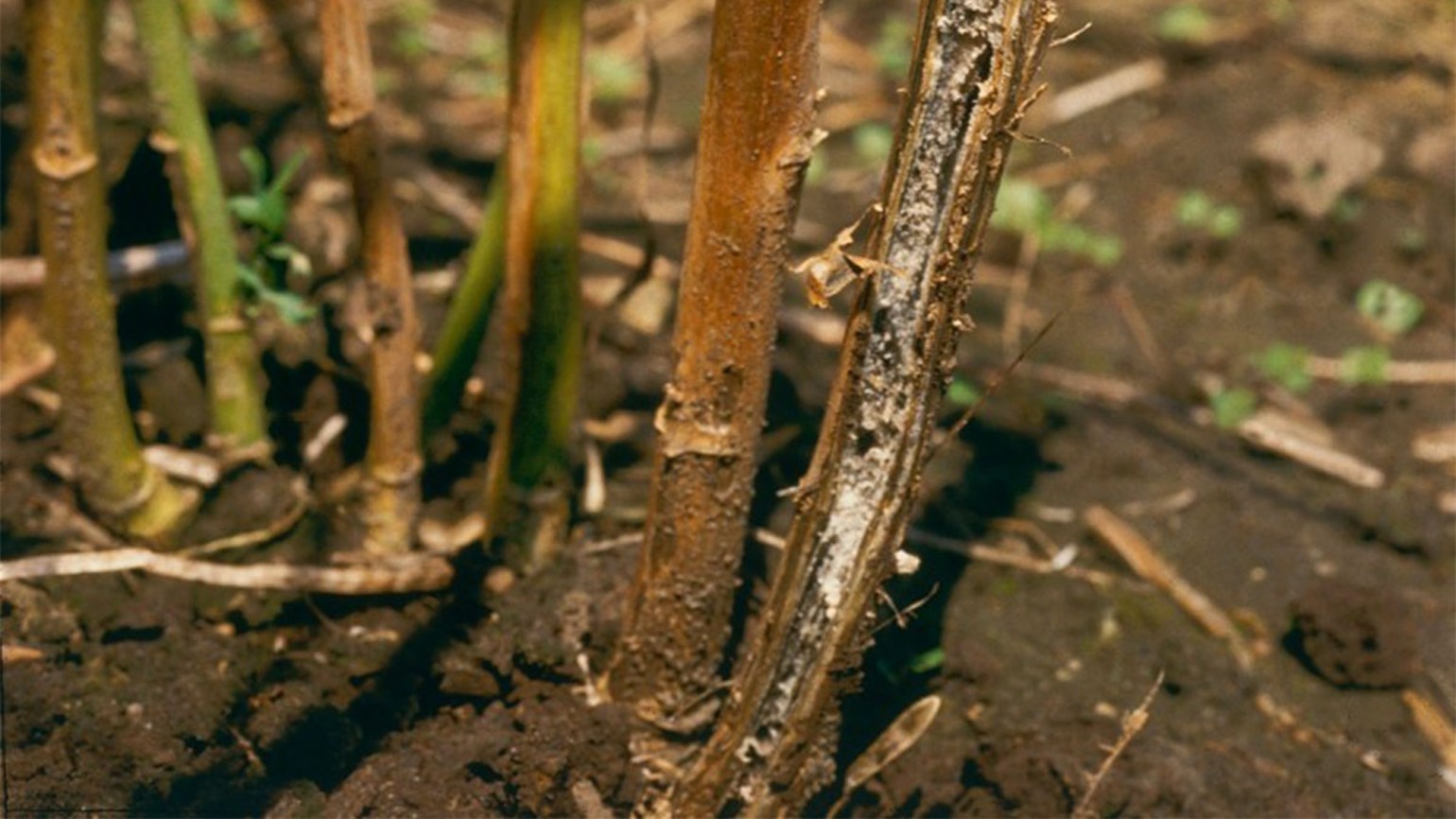 Verticilioza rapiței de toamnă: simptome și prevenire