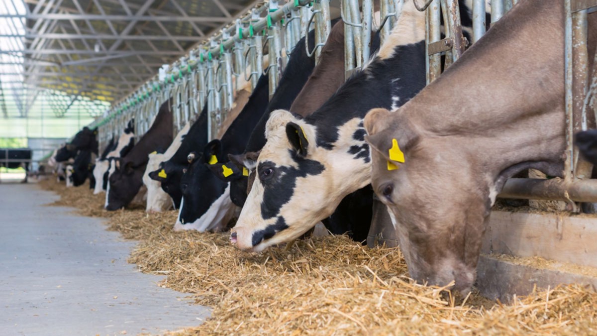 Totul despre porumbul siloz: cultivare și recoltare