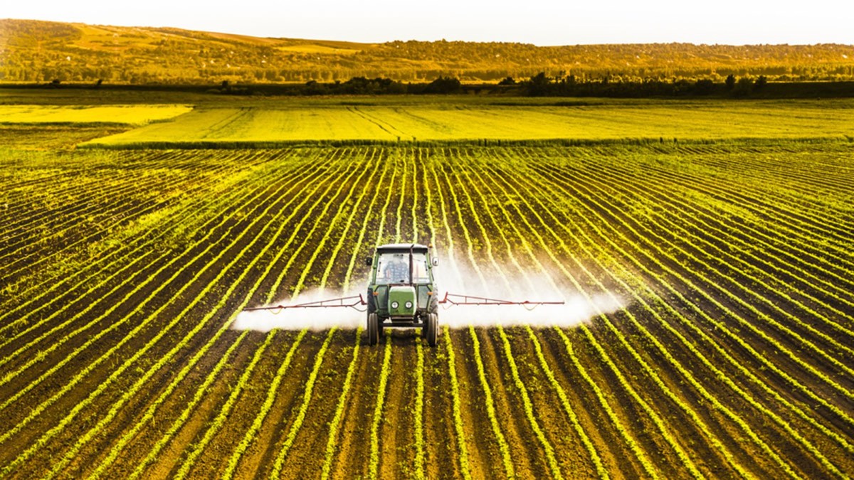 Totul despre porumbul siloz: cultivare și recoltare