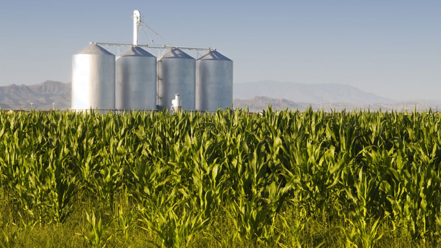 Totul despre porumbul siloz: cultivare și recoltare