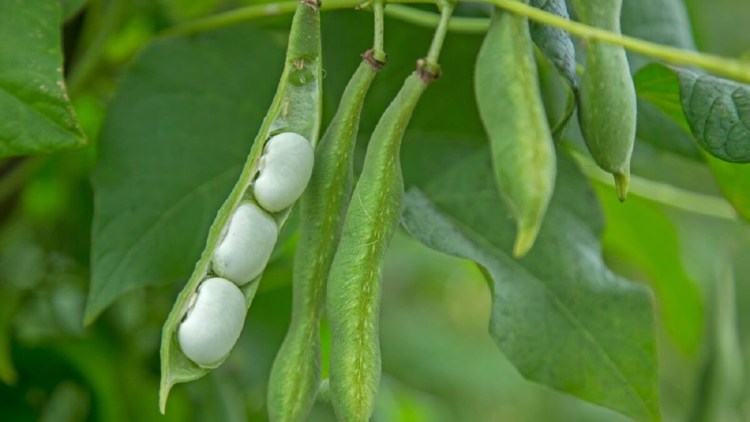 Cultura de fasole: infiintare, intretinere, protectie