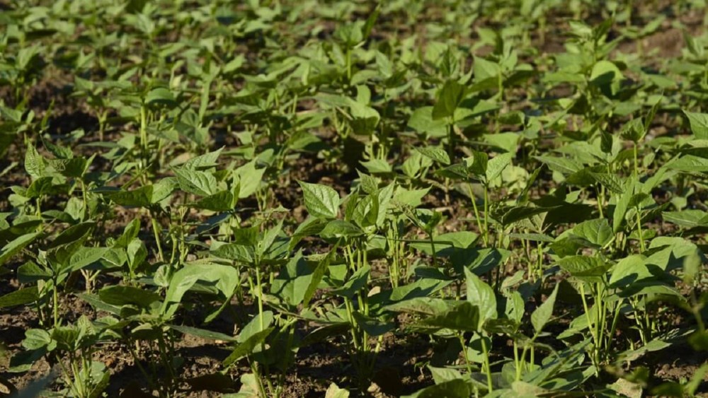 Cultura de fasole: infiintare, intretinere, protectie