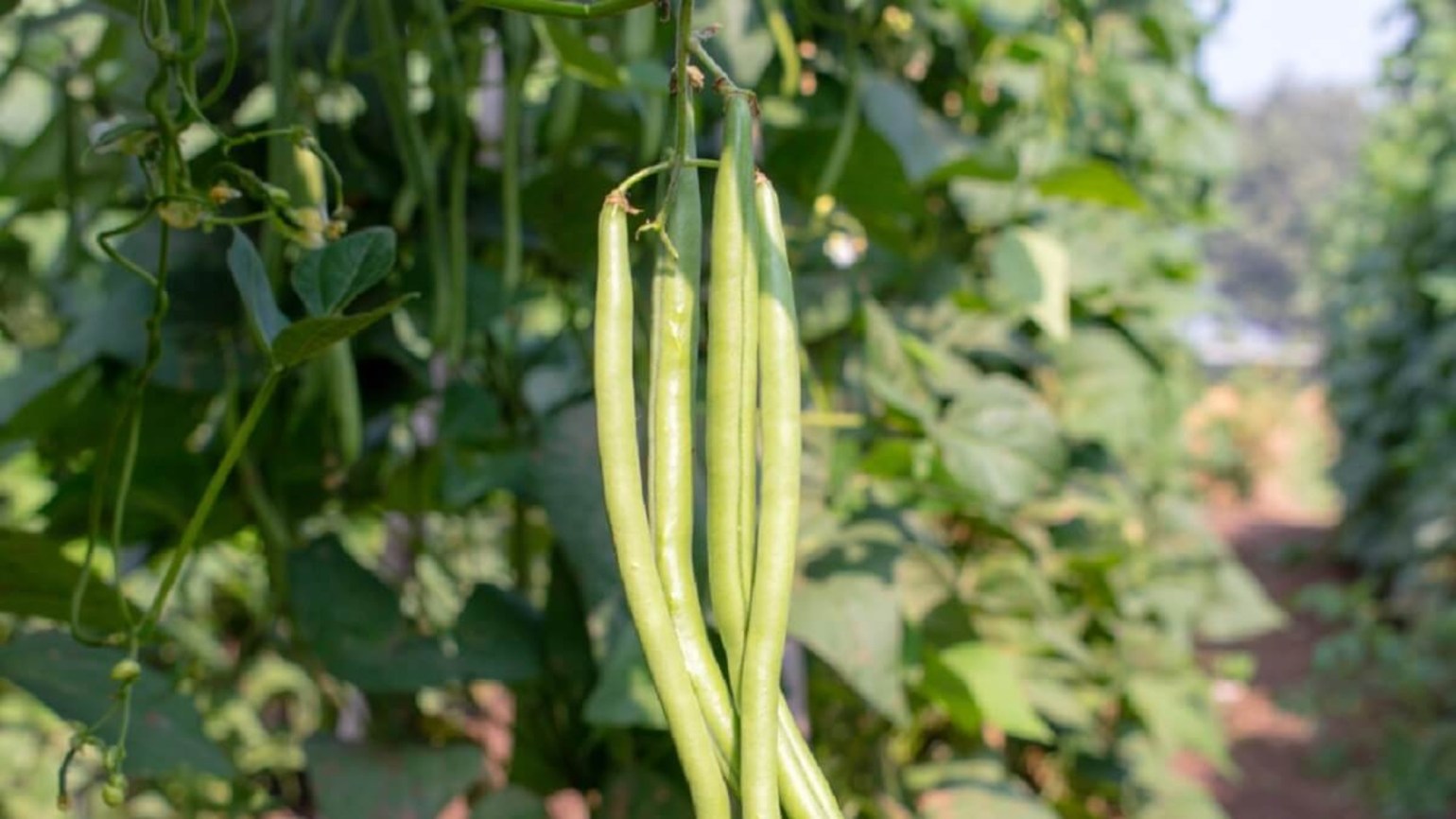 Cultura de fasole: infiintare, intretinere, protectie