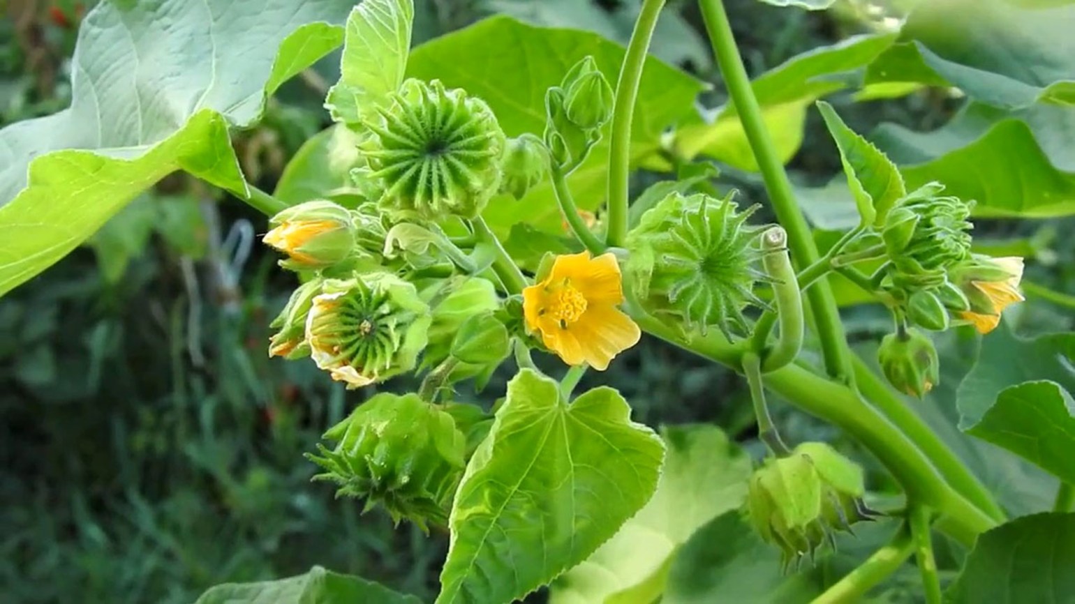 Combaterea teișorului (Abutilon theophrasti)