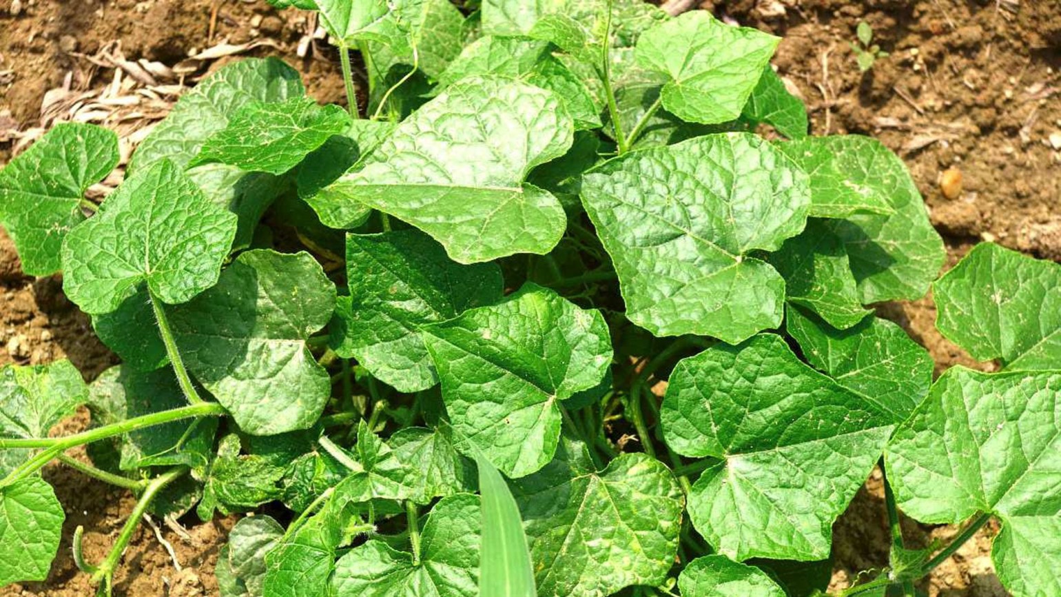 Combaterea teișorului (Abutilon theophrasti)