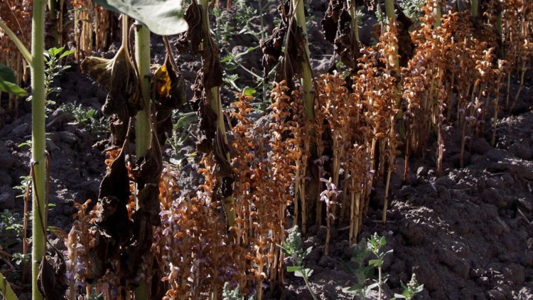 Totul despre lupoaia florii-soarelui (Orobanche cumana)
