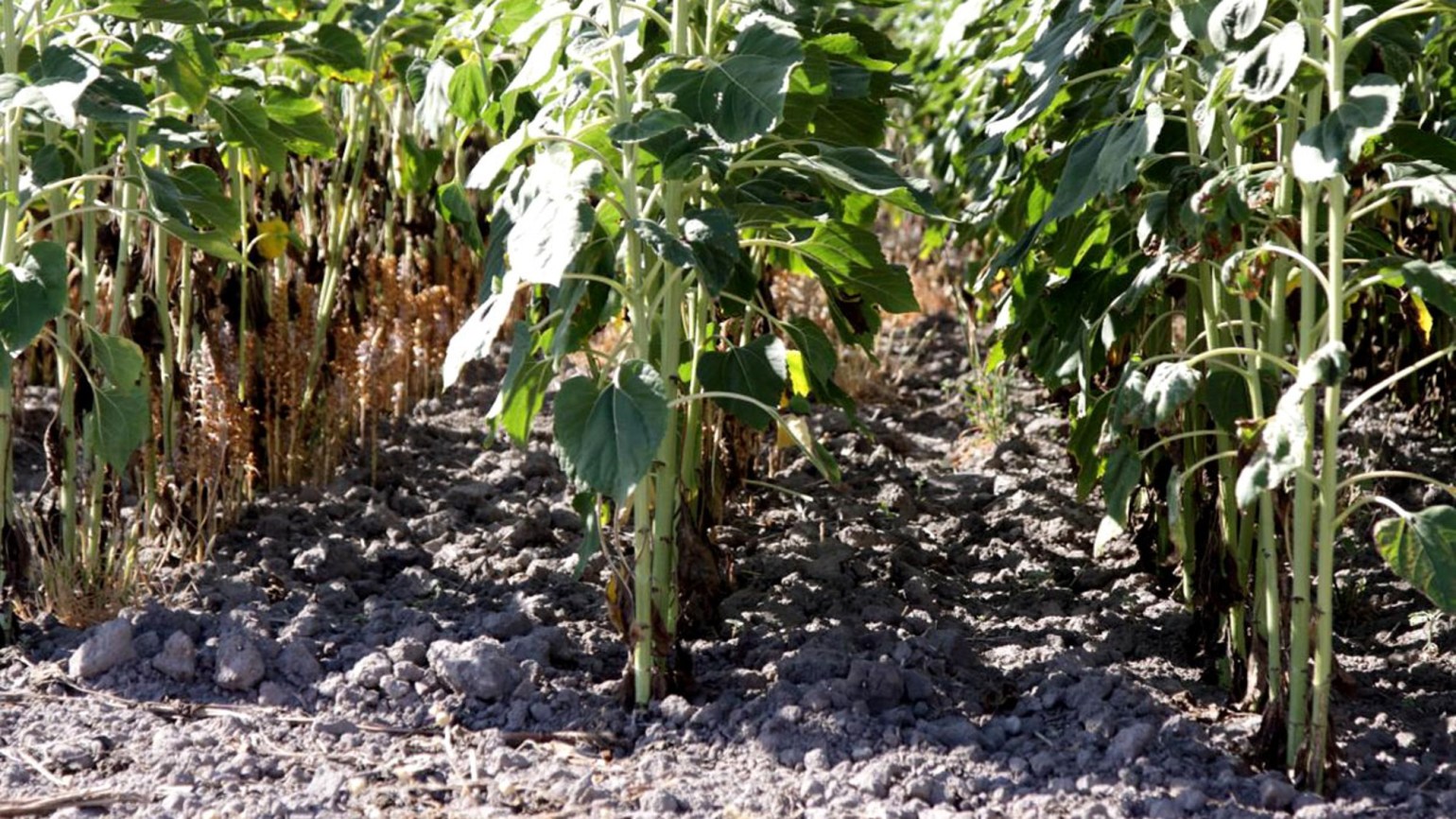 Totul despre lupoaia florii-soarelui (Orobanche cumana)