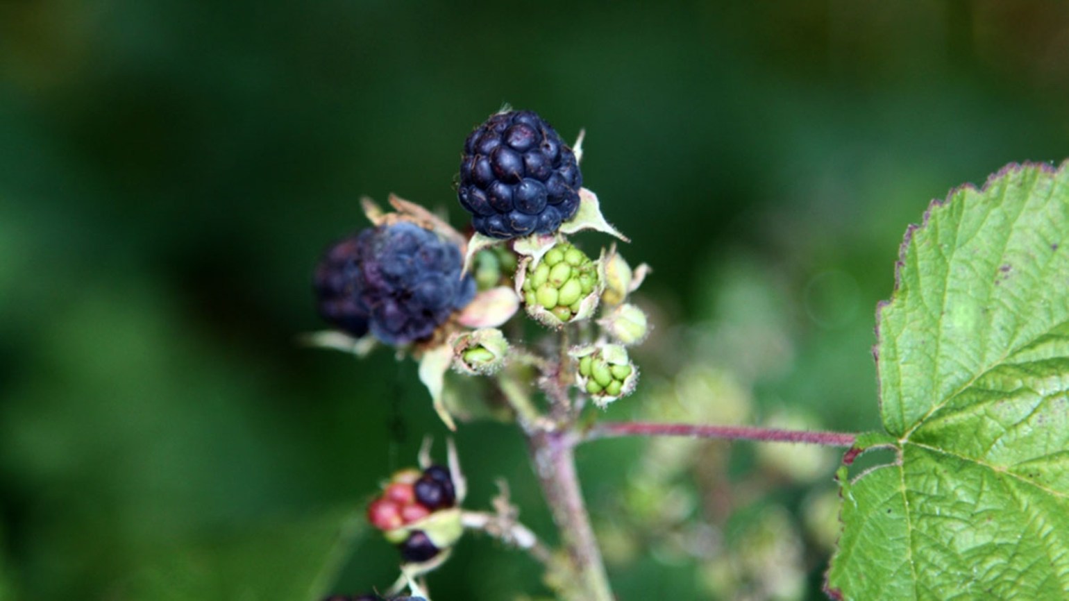 Totul despre cultura murului