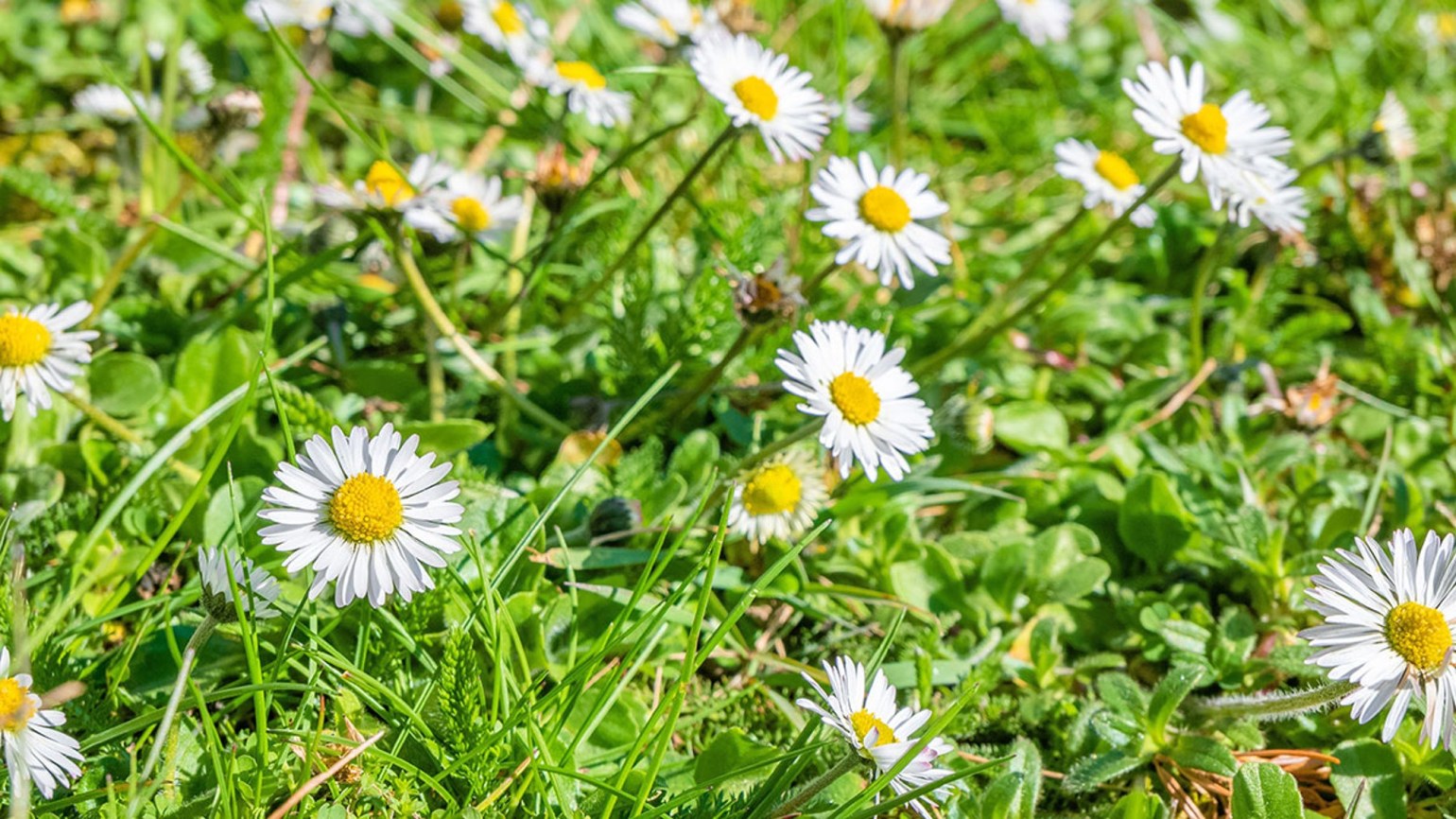 Cum scapi de mușețel