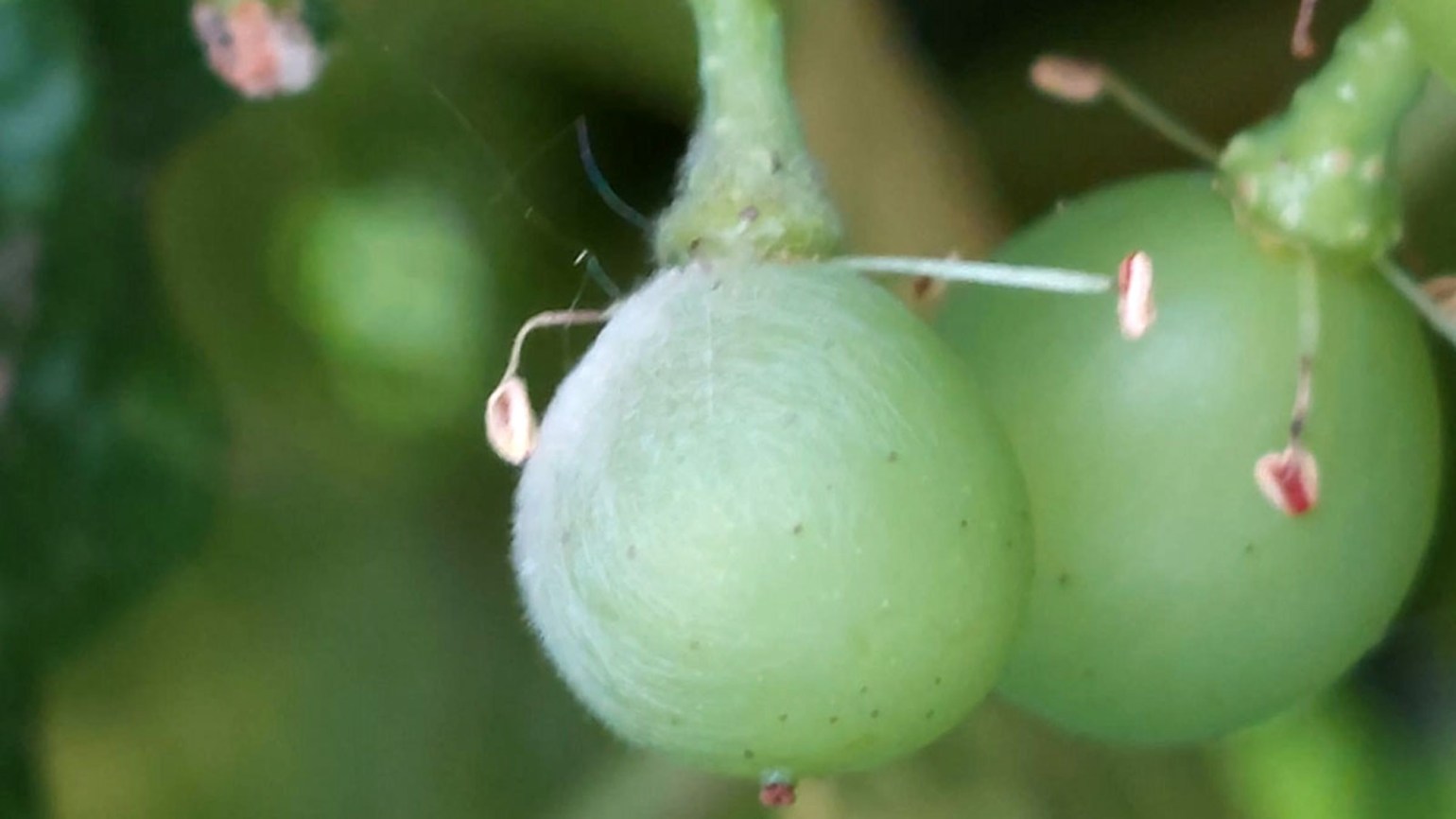 Atacuri de făinare la vie în toată țara