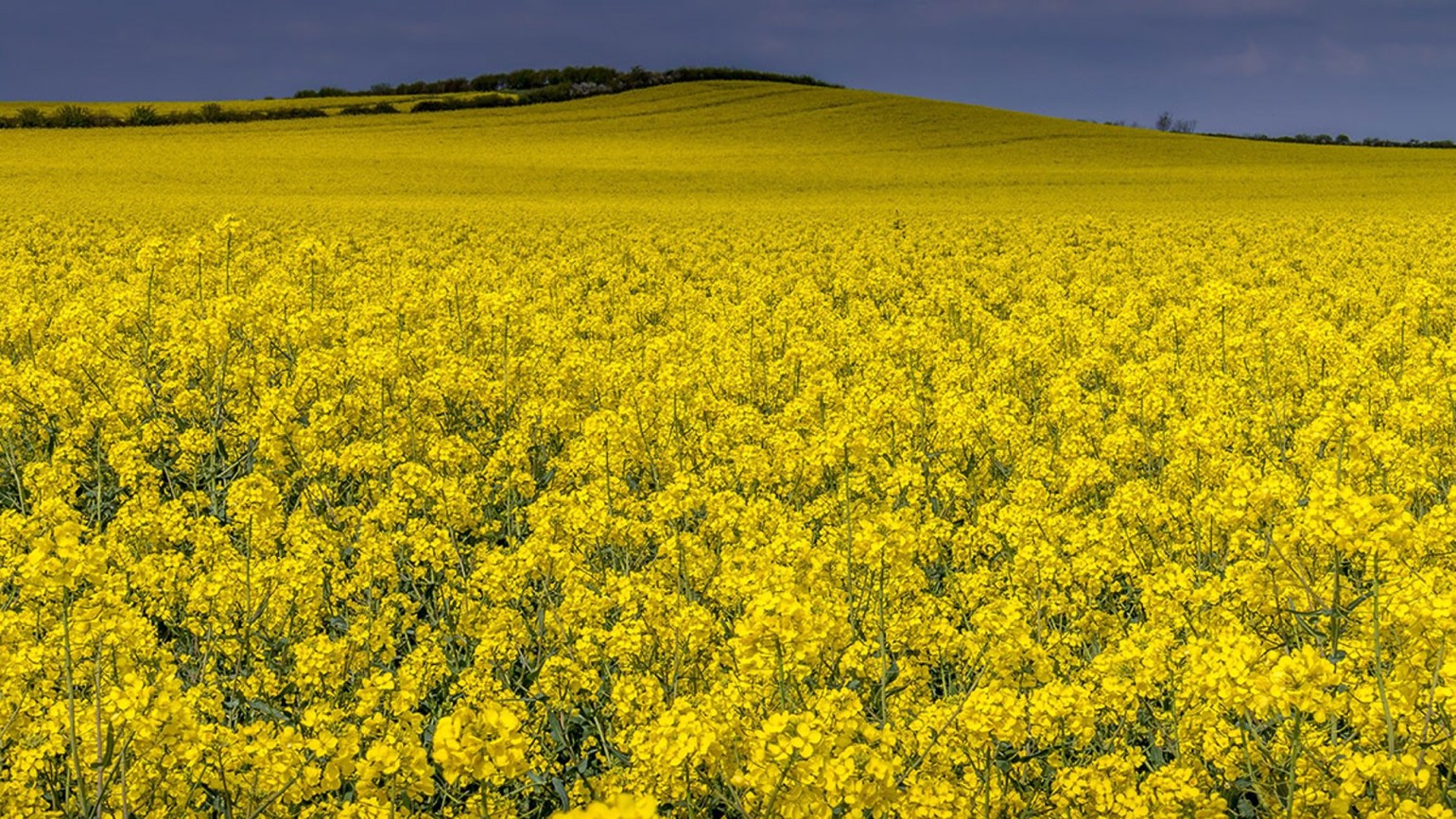Totul despre cultura de rapita