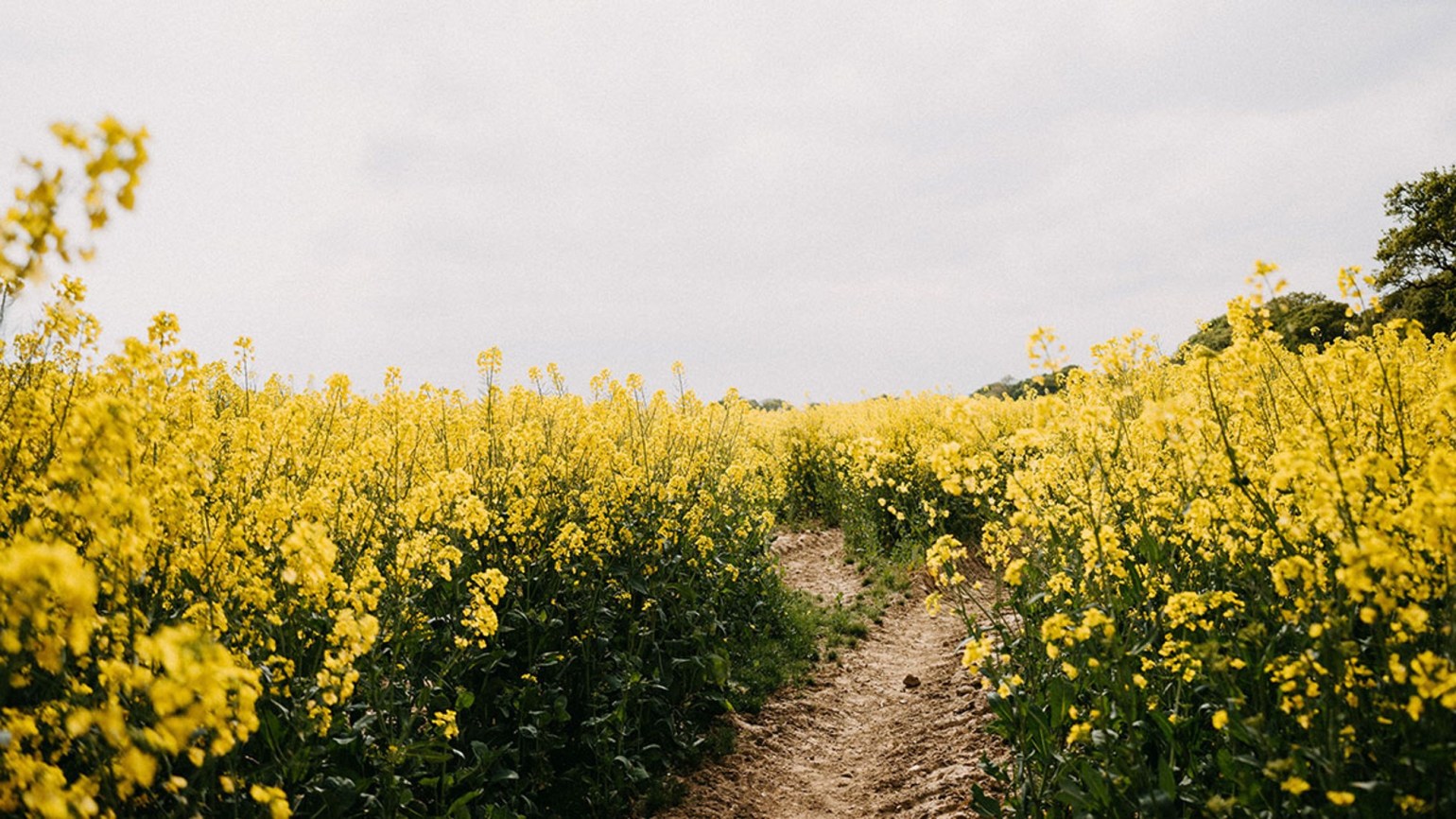 EFFIGO™ S erbicid cu aplicare foliară pentru rapiță