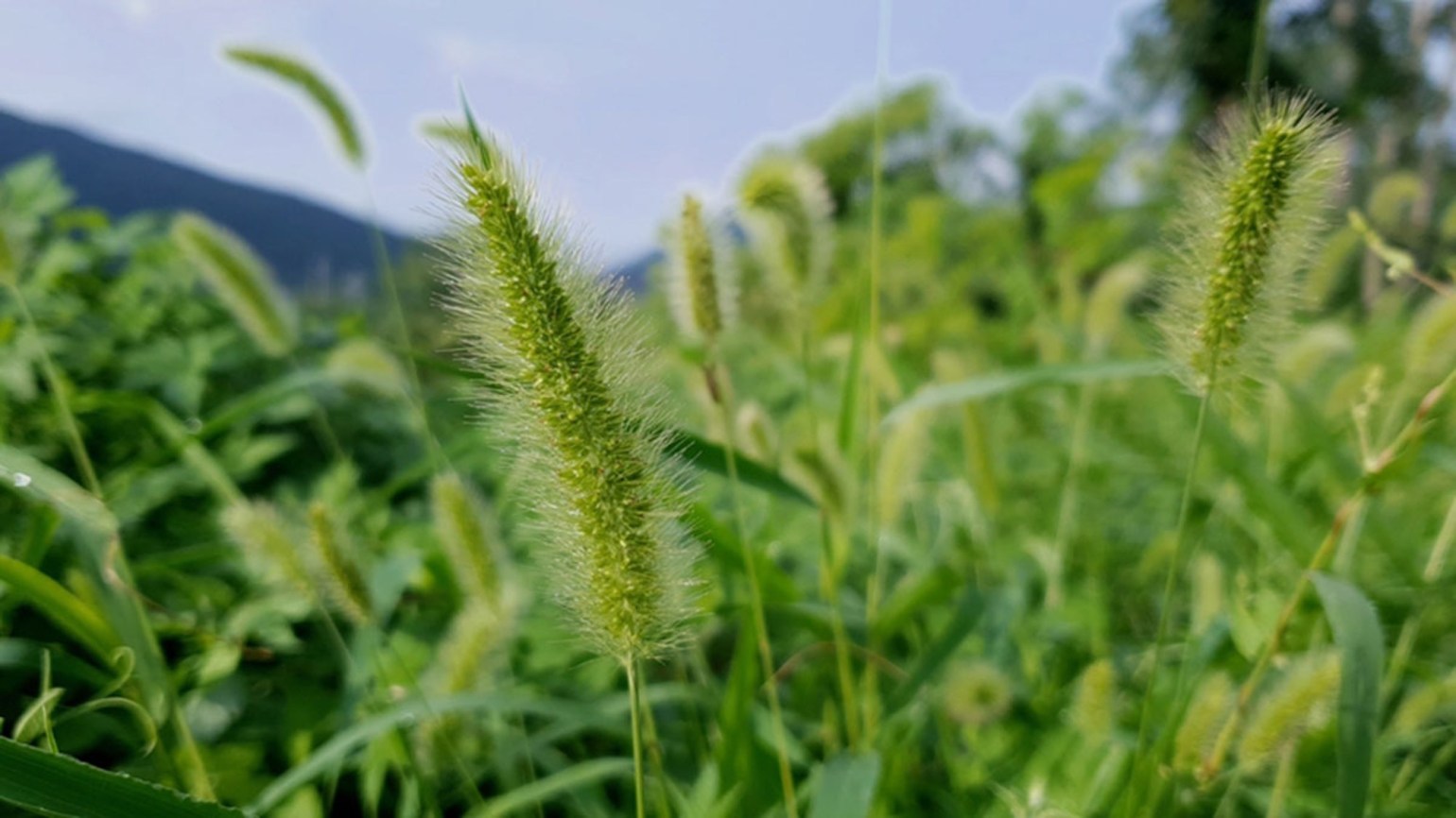 Mohorul: identificare si sfaturi de combatere eficiente BASF