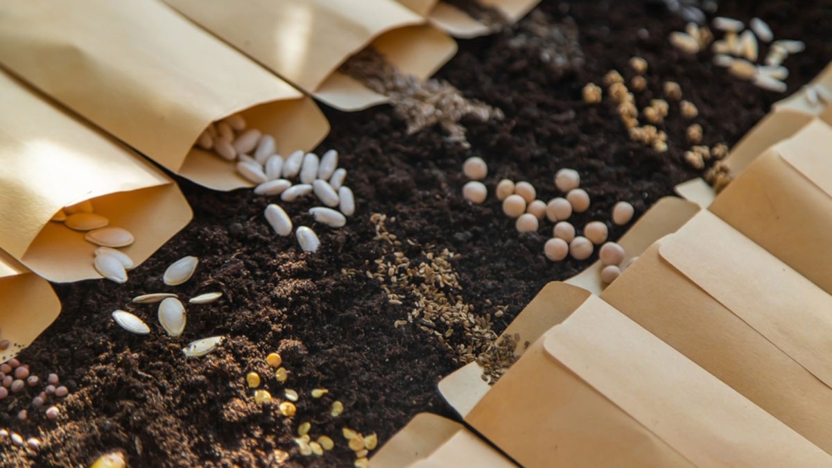 Indicii de calitate ai semintelor pentru semanat