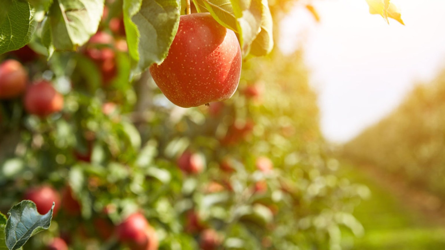 Lucrari si tratamente de toamna si iarna la pomi fructiferi