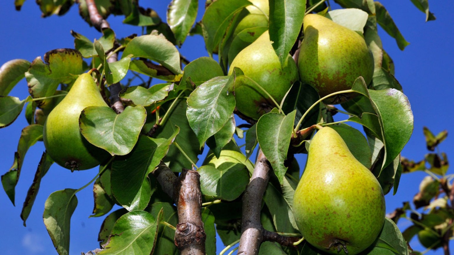 Lucrari si tratamente de toamna si iarna la pomi fructiferi