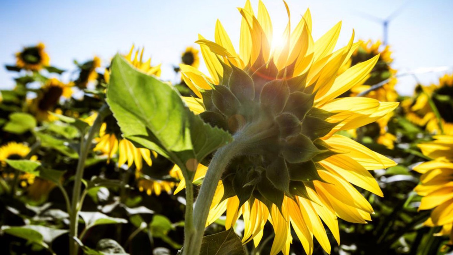3 motive pentru care să alegi hibrizii de floarea-soarelui