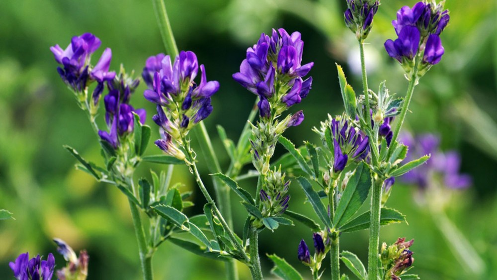 Cultura lucernei: cum obtii productii de lucerna ridicate