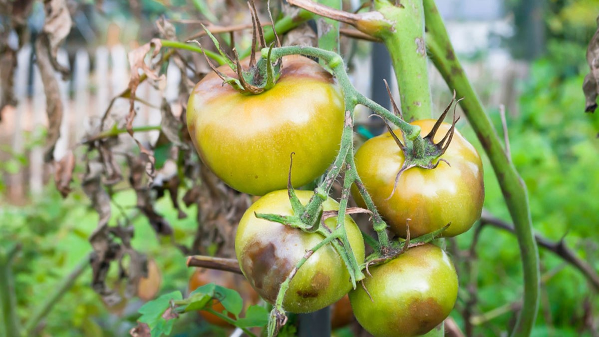 Cultura de tomate in gradina si solarii. Plantare, semanare,