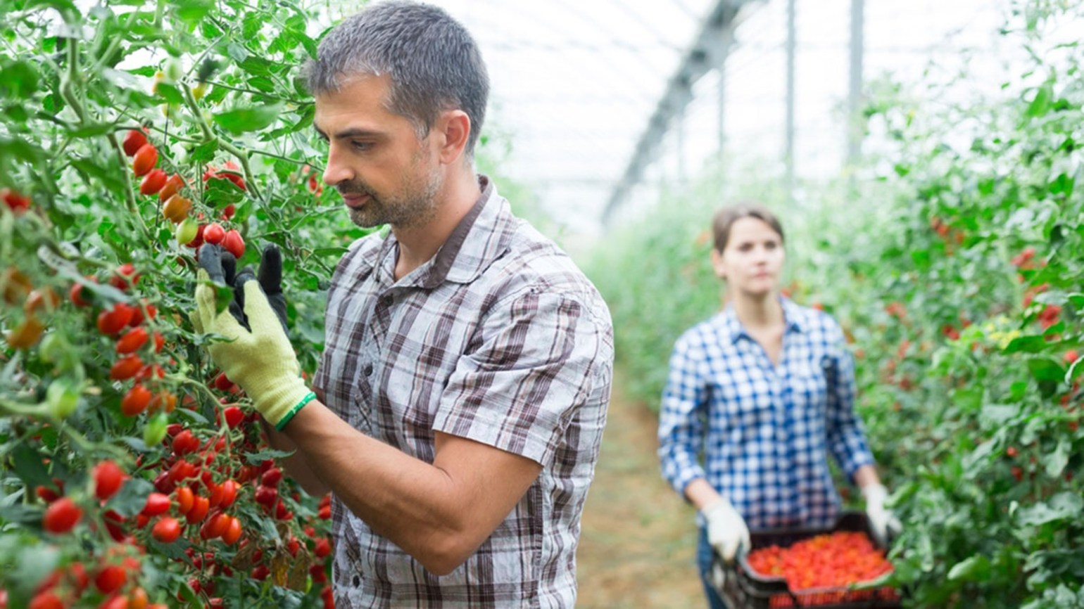Cultura de tomate in gradina si solarii. Plantare, semanare,