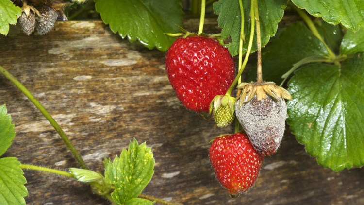 Totul despre cultura de capsuni: plantare, intretinere, prot