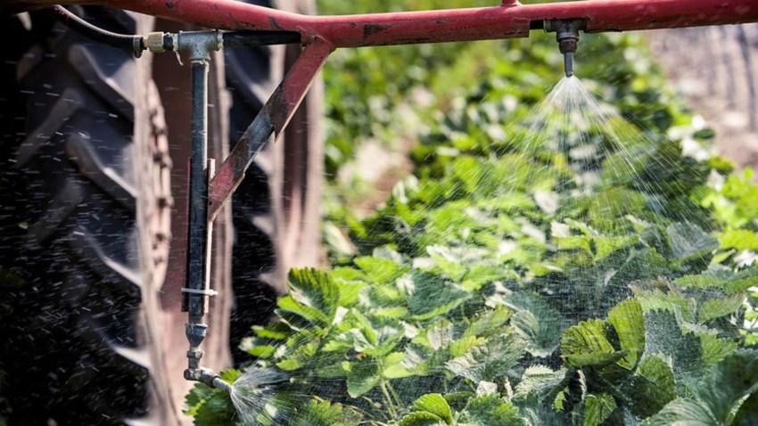 Totul despre cultura de capsuni: plantare, intretinere, prot