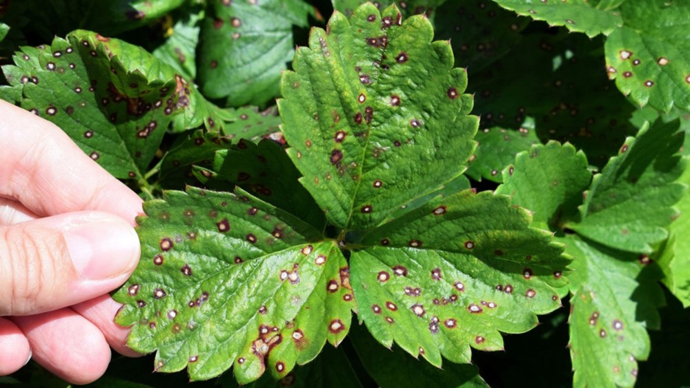 Totul despre cultura de capsuni: plantare, intretinere, prot