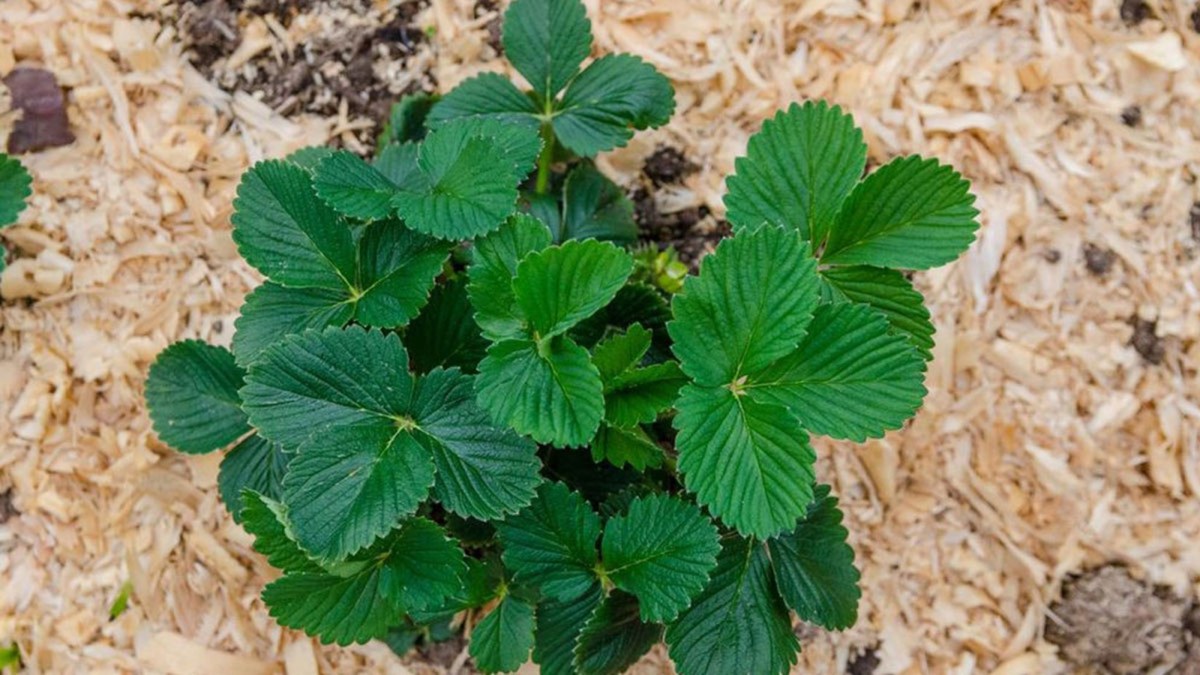 Totul despre cultura de capsuni: plantare, intretinere, prot