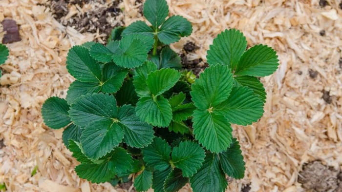 Totul despre cultura de capsuni: plantare, intretinere, prot