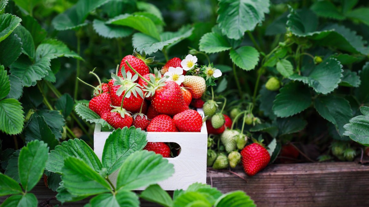 Totul despre cultura de capsuni: plantare, intretinere, prot