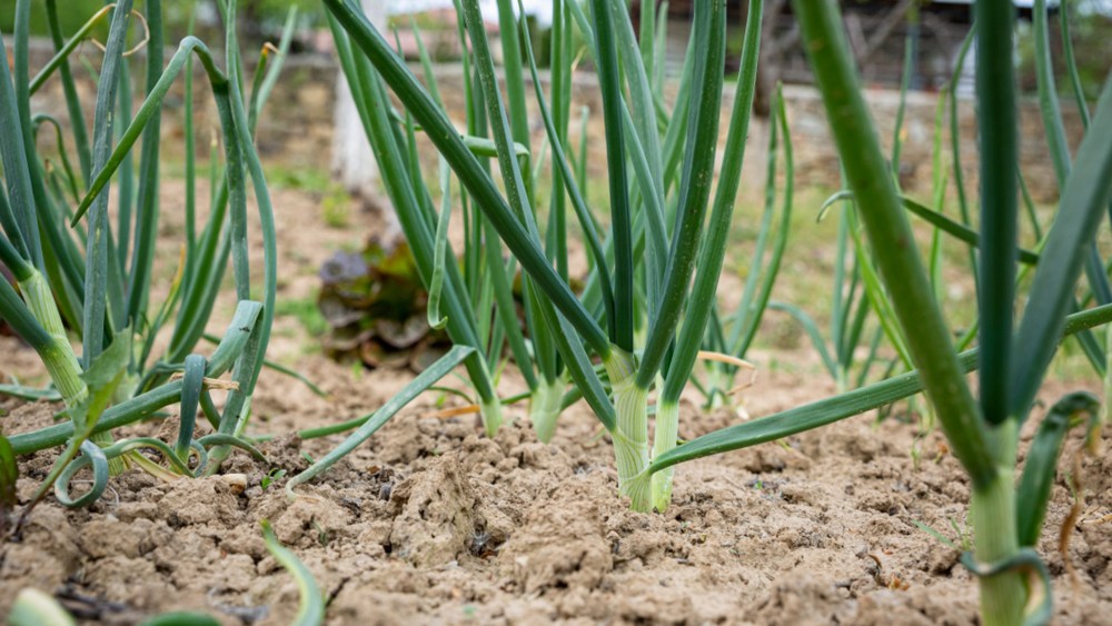Tot ce trebuie sa stii despre cultura cepei