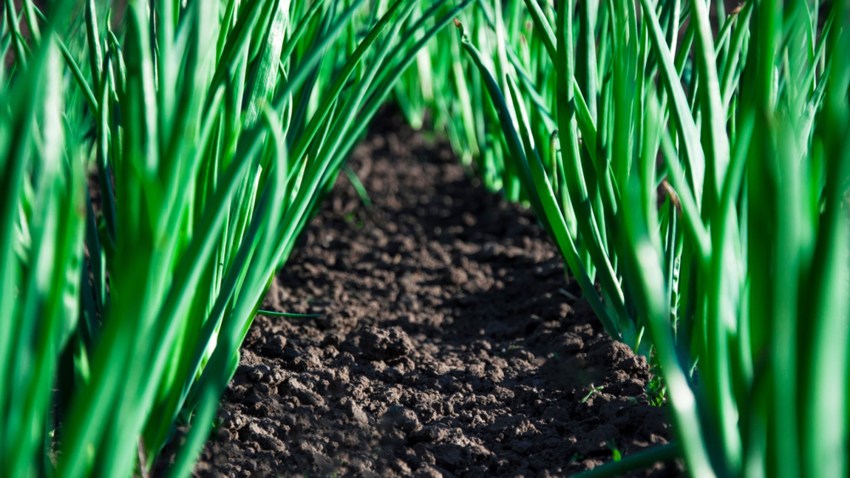 Tot ce trebuie sa stii despre cultura cepei
