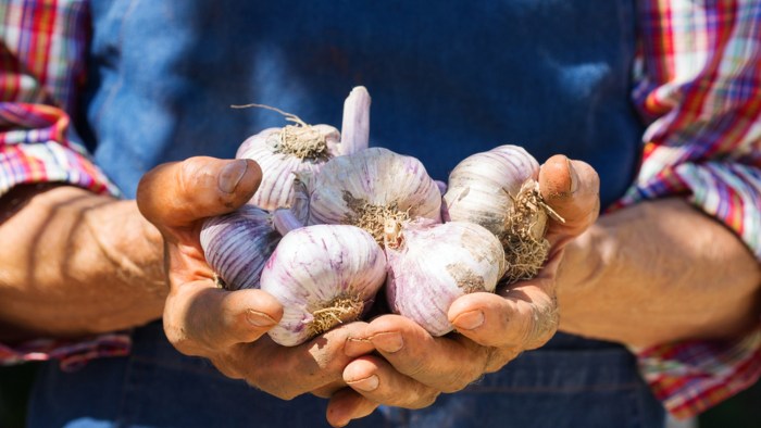 Tot ce trebuie sa stii despre cultura usturoiului