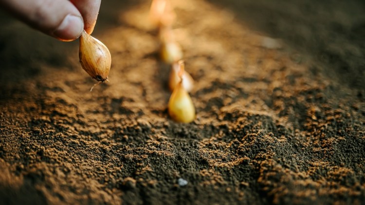 Tot ce trebuie sa stii despre cultura cepei