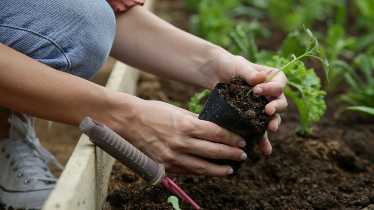 Totul despre rasaduri legume: semanat, fertilizare, tratamen