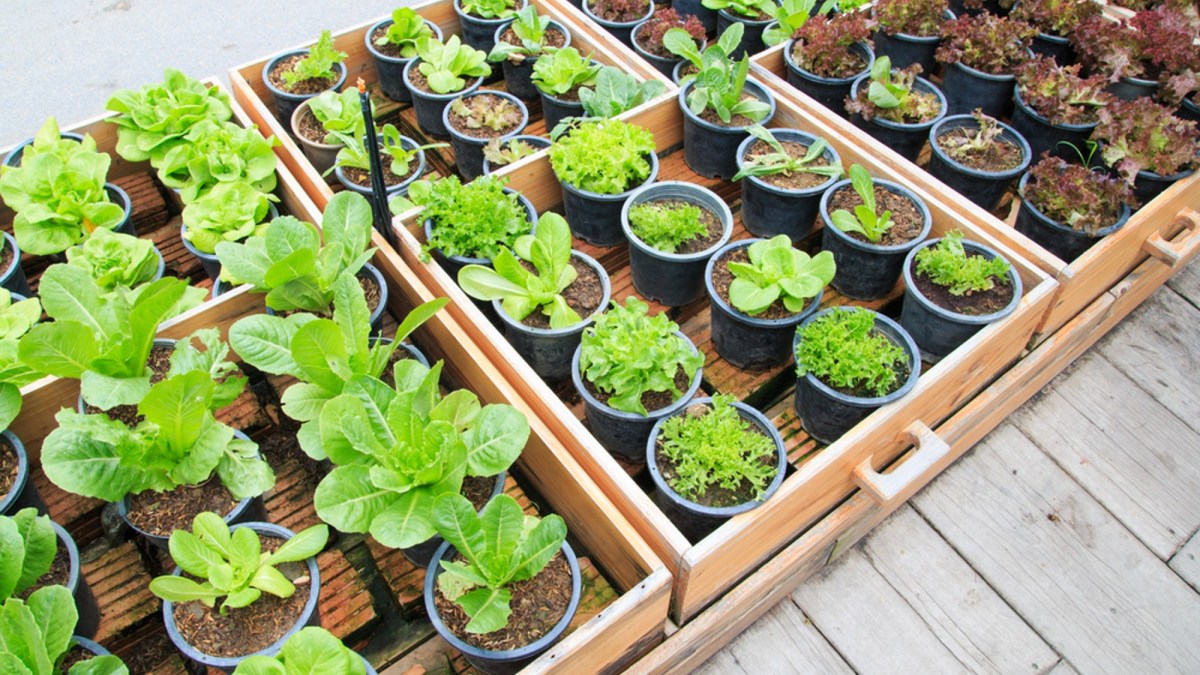 Totul despre rasaduri legume: semanat, fertilizare, tratamen