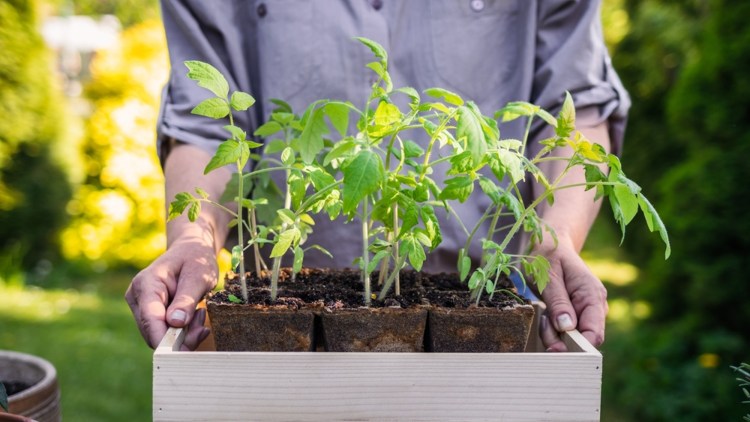Totul despre rasaduri legume: semanat, fertilizare, tratamen